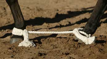 Craig Cameron Sideline Hobbles